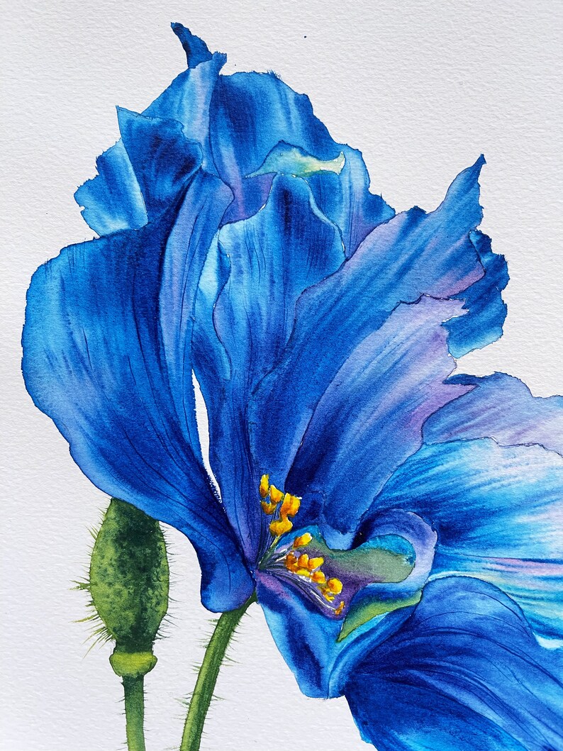 Himalayan Dark Blue Poppy, Original Watercolor Floral Painting, Realistic Watercolor Painting ...