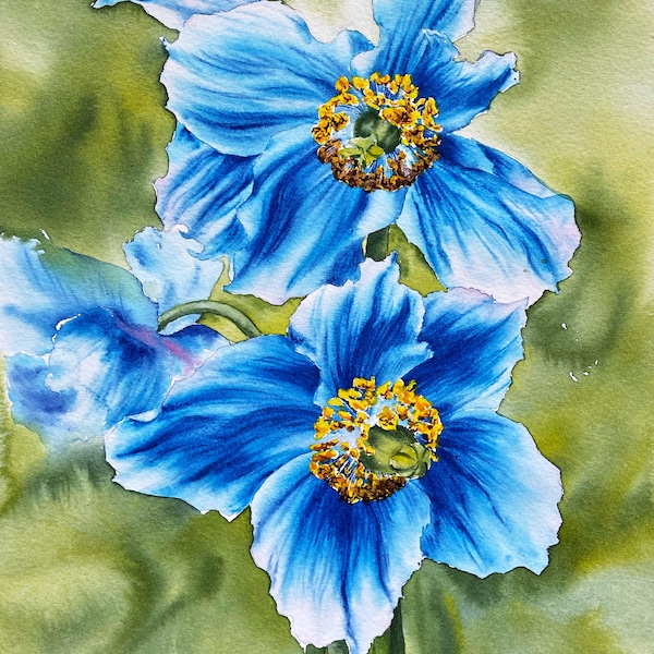 Himalayan Blue Poppy - Etsy