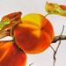 Rustic Persimmon Branch Watercolor Painting, Custom Original Realistic ...