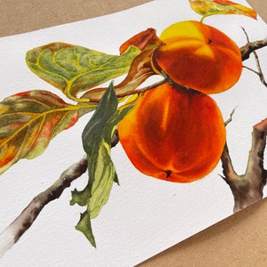 Rustic Persimmon Branch Watercolor Painting, Original Realistic ...