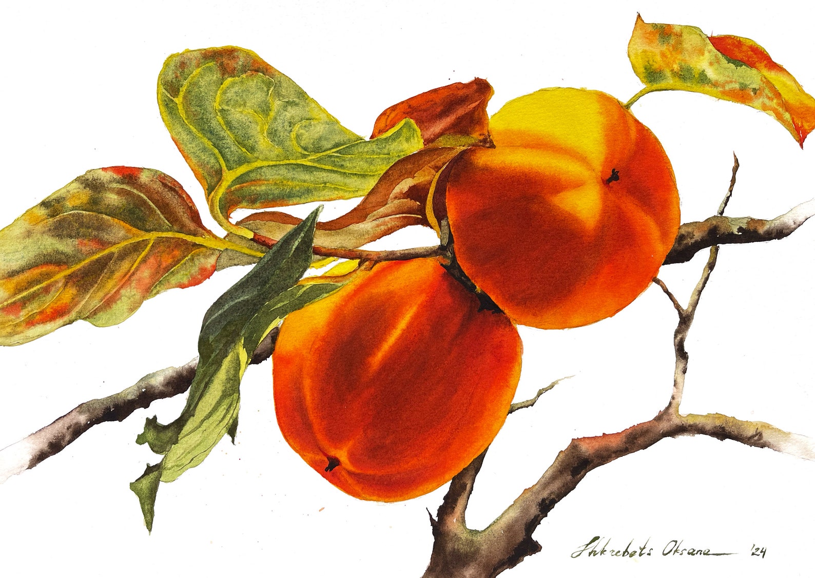 Rustic Persimmon Branch Watercolor Painting, Original Realistic ...