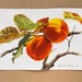 Rustic Persimmon Branch Watercolor Painting, Custom Original Realistic ...