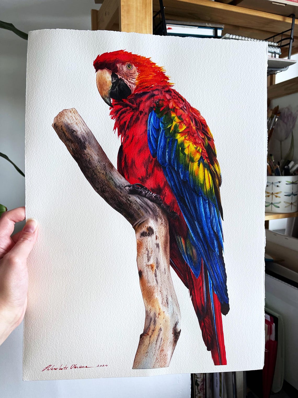Tropical Red Parrot Ara, Original Watercolor Bird Painting, Bird Lover ...