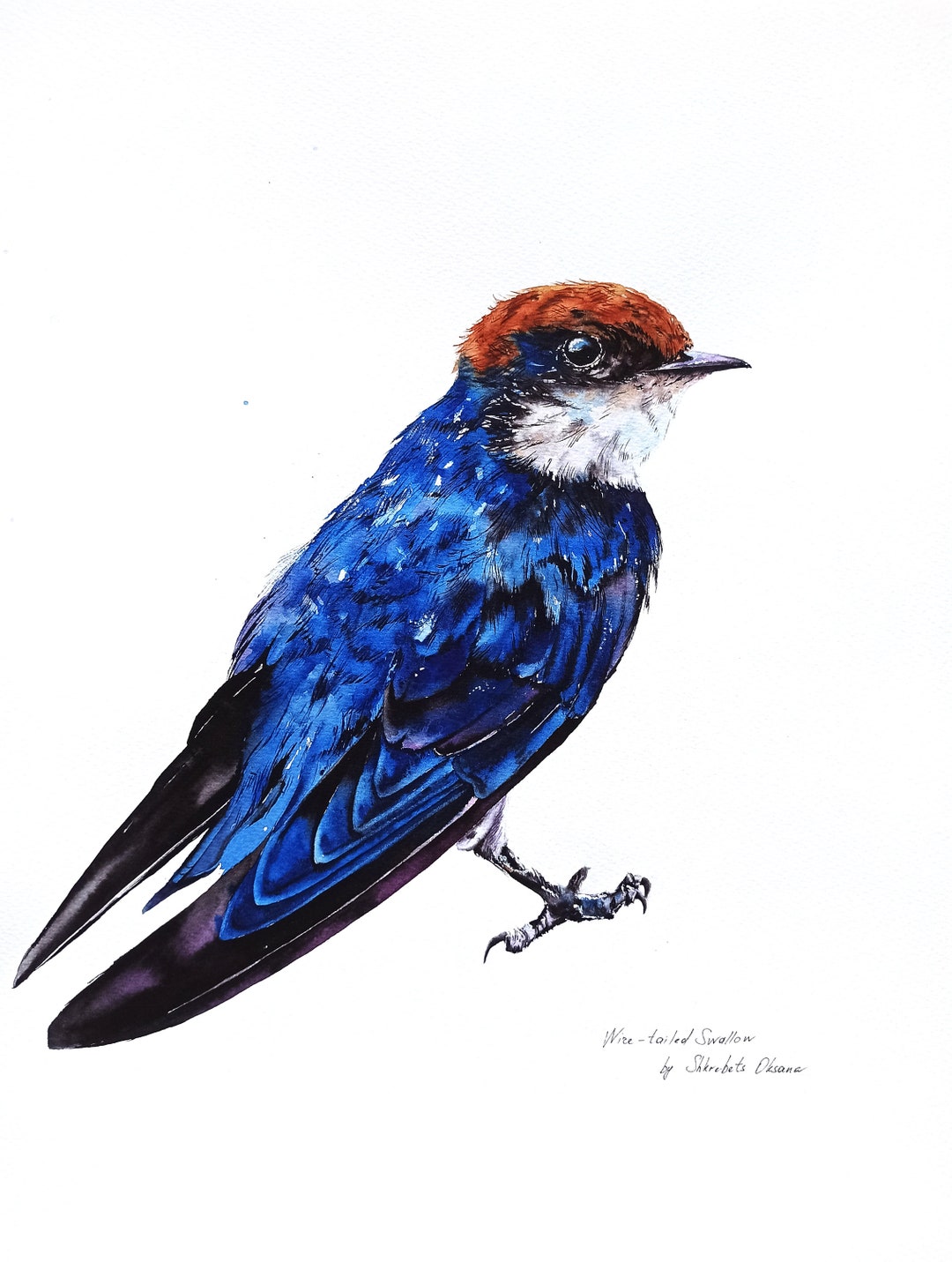 Wire-tailed Blue Swallow, Original Watercolor Bird Painting, Bird Lover ...