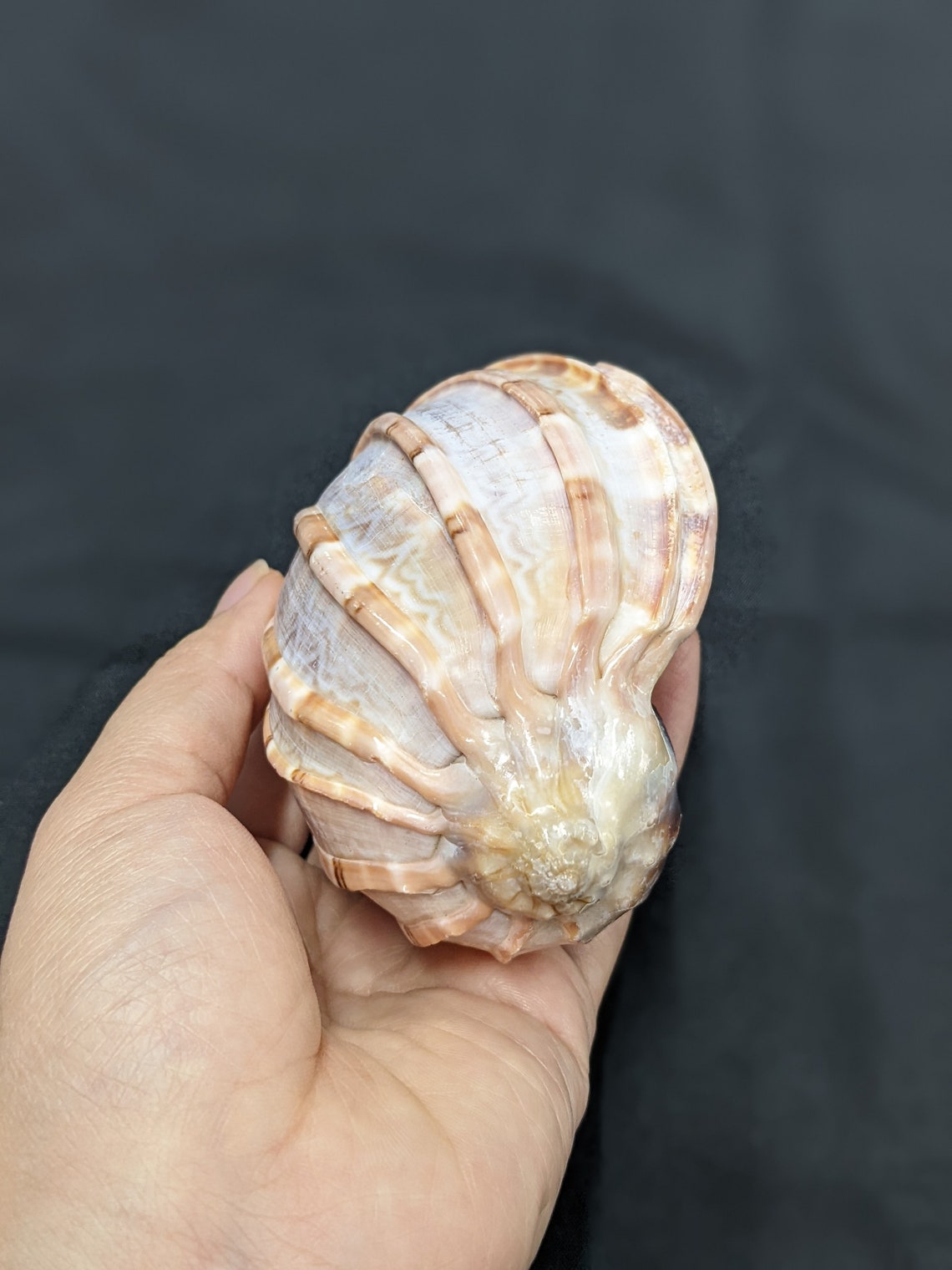 Swollen Harp Seashell, Seashell Natural, Home Decoration,vietnam Beach ...