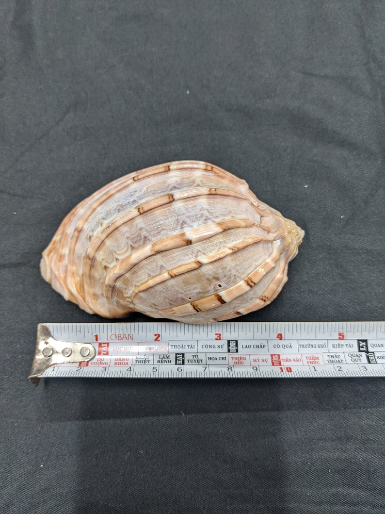Swollen Harp Seashell, Seashell Natural, Home Decoration,vietnam Beach ...