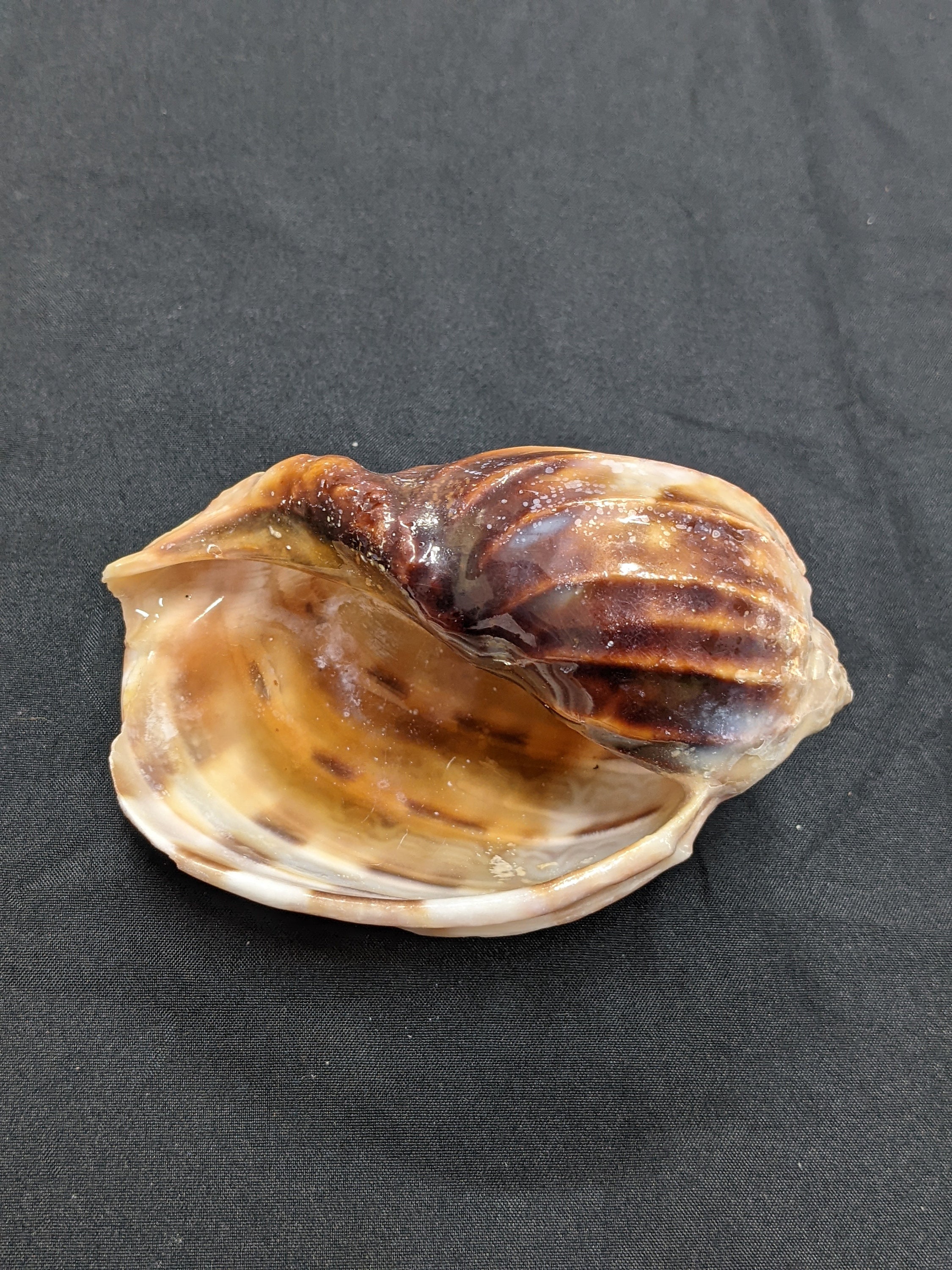 Swollen Harp Seashell, Seashell Natural, Home Decoration,vietnam Beach ...