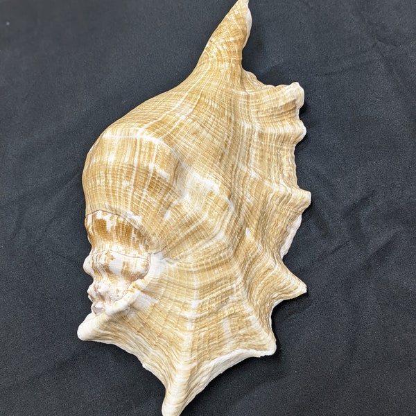 Large Conch Shell - Etsy