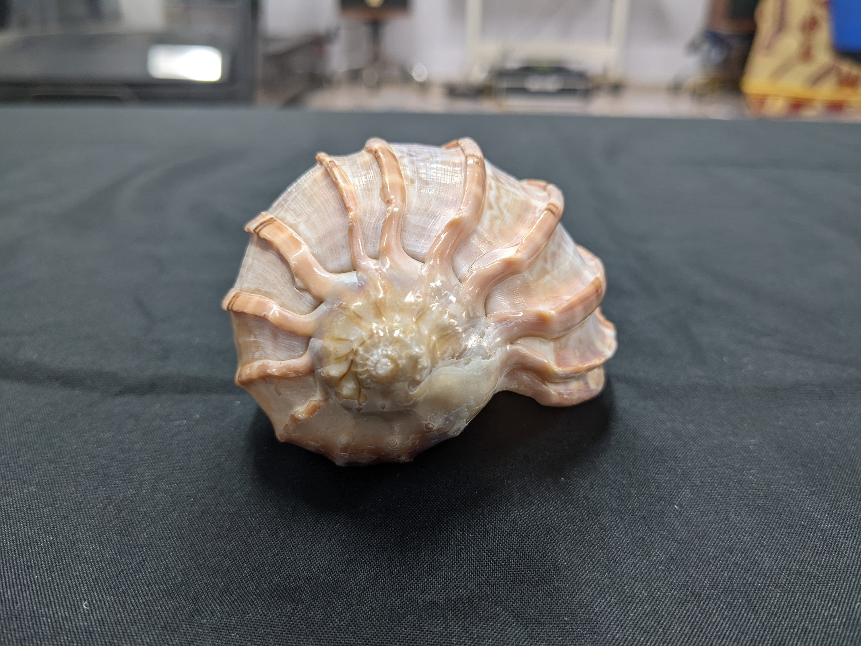 Swollen Harp Seashell, Seashell Natural, Home Decoration,vietnam Beach ...