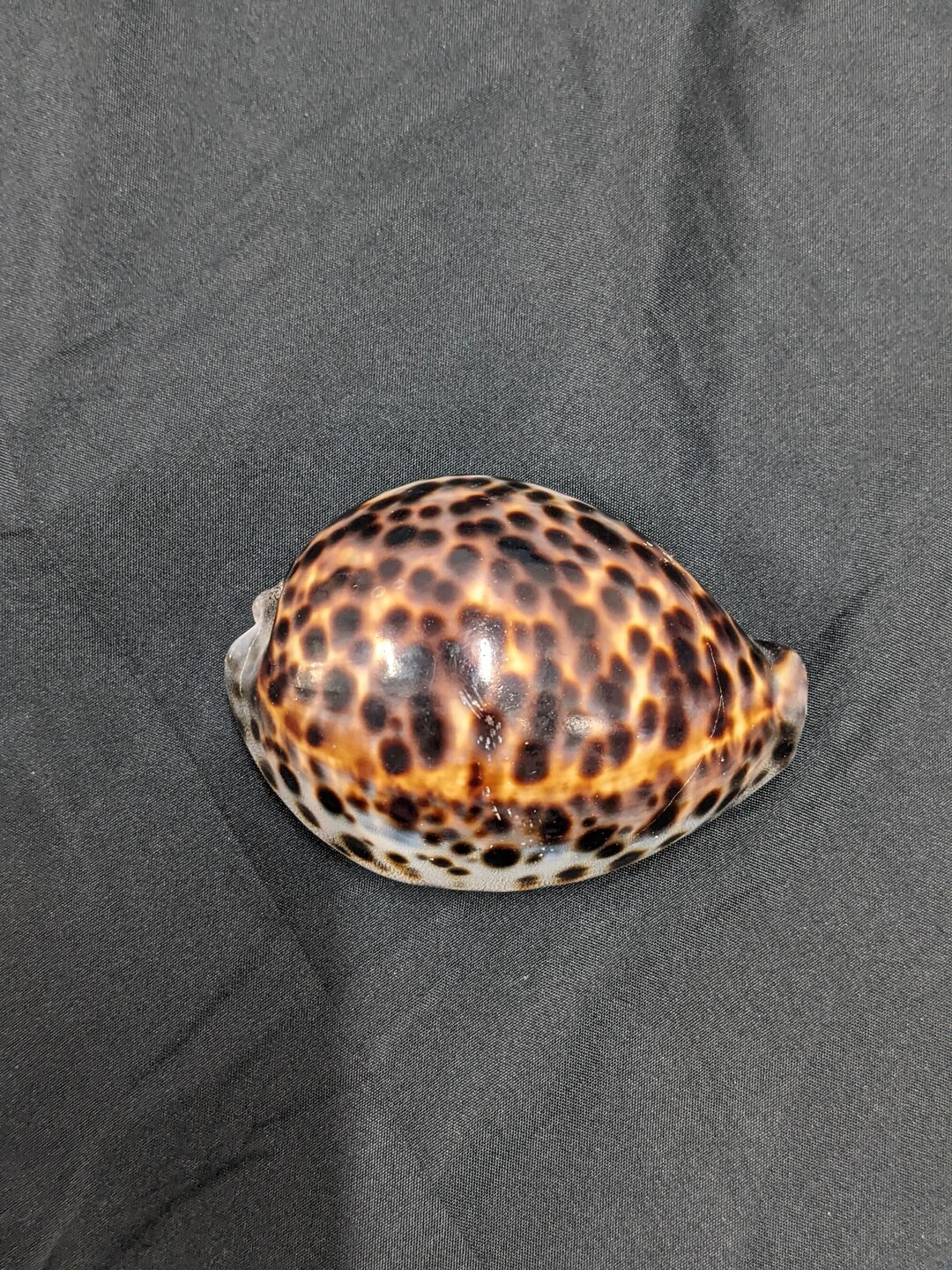 Tiger Cowrie Shell Natural Seashell Vintage Seashell - Etsy