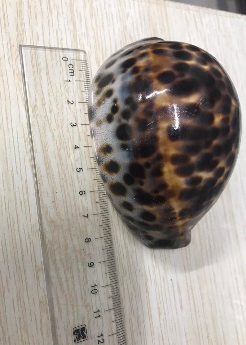 Tiger Cowrie Shell Natural Seashell Vintage Seashell - Etsy