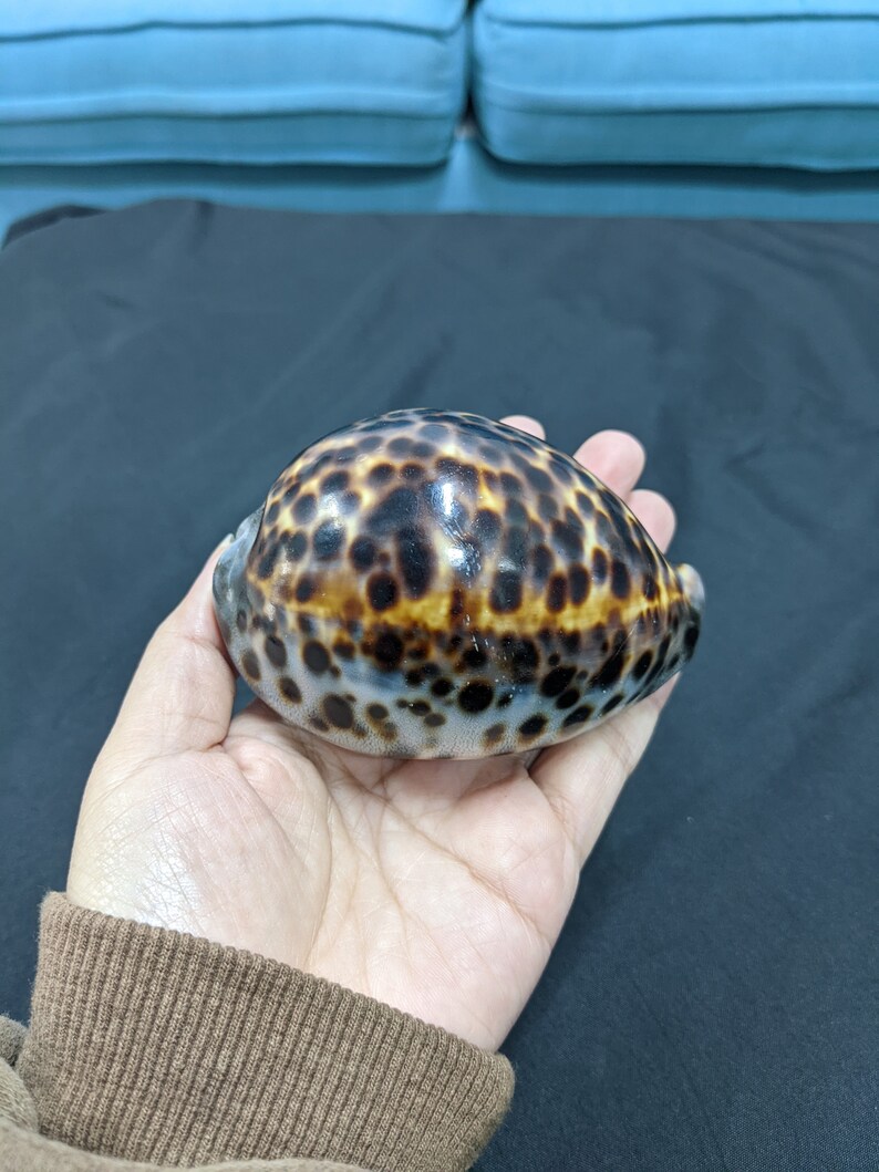 Tiger Cowrie Shell Natural Seashell Vintage Seashell - Etsy