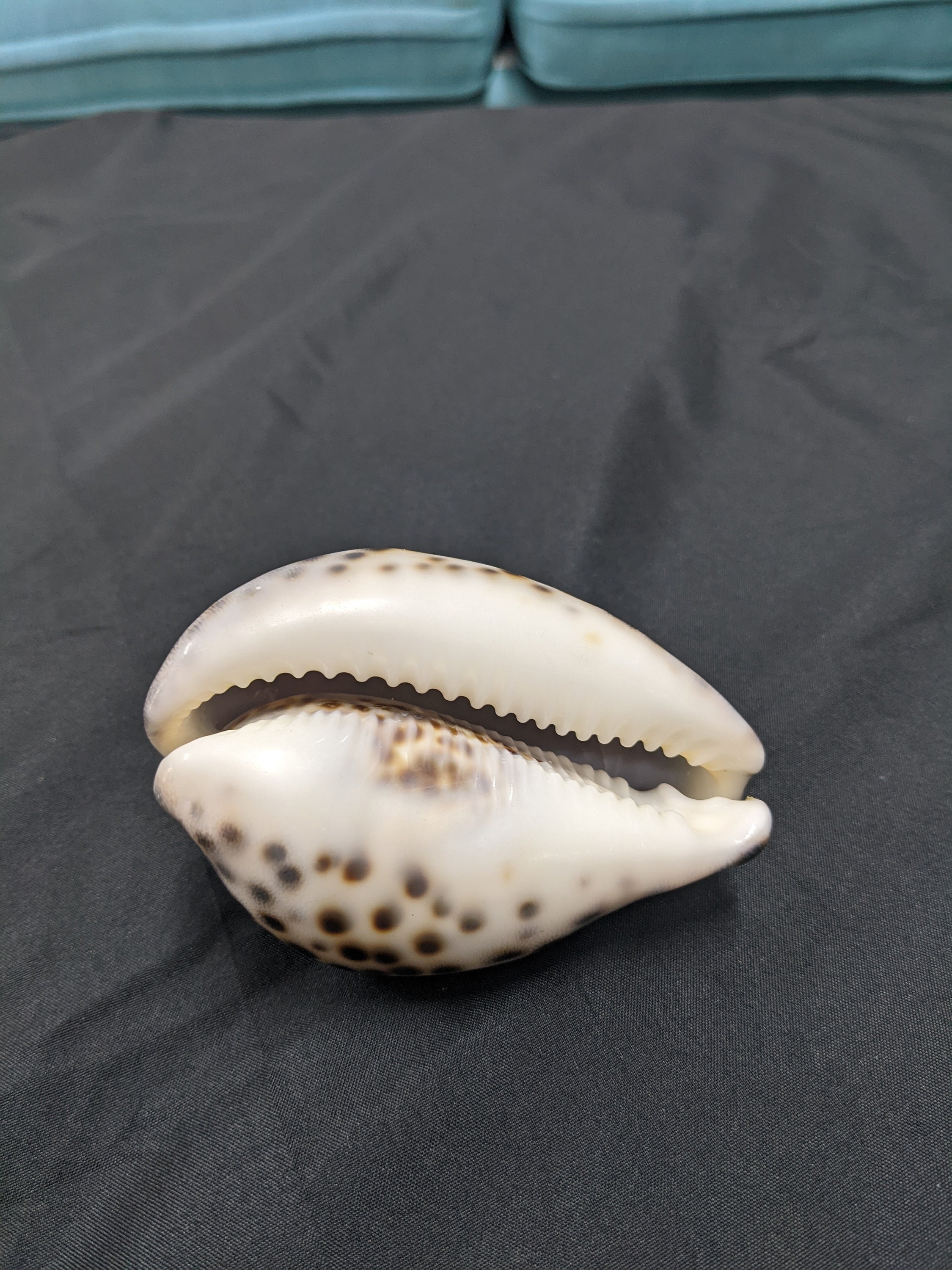 Tiger Cowrie Shell Natural Seashell Vintage Seashell - Etsy