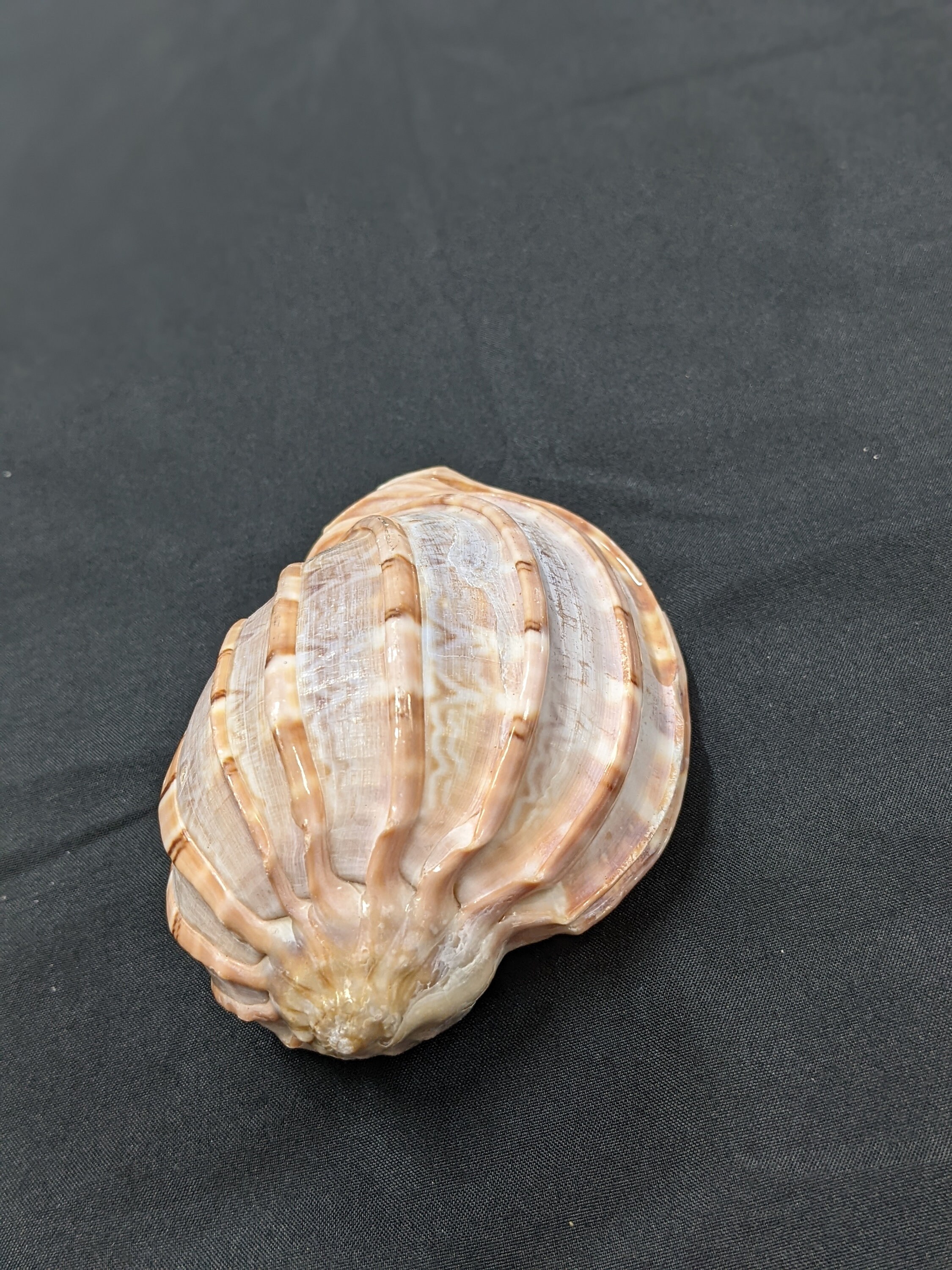 Swollen Harp Seashell, Seashell Natural, Home Decoration,vietnam Beach ...