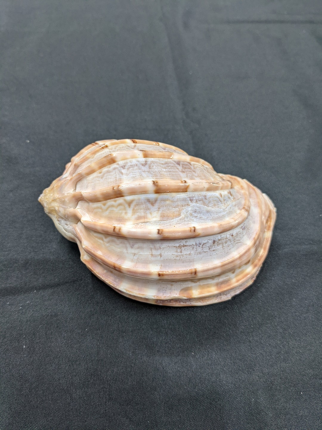 Swollen Harp Seashell, Seashell Natural, Home Decoration,vietnam Beach ...