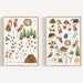 Poster Set Children's Room Forest Numbers & Alphabet - Etsy