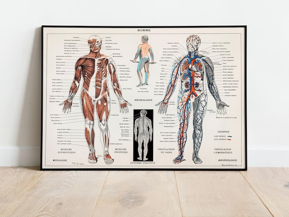 Anatomy Book Nacnic Upper Body Posters. Vintage Style Medical ...