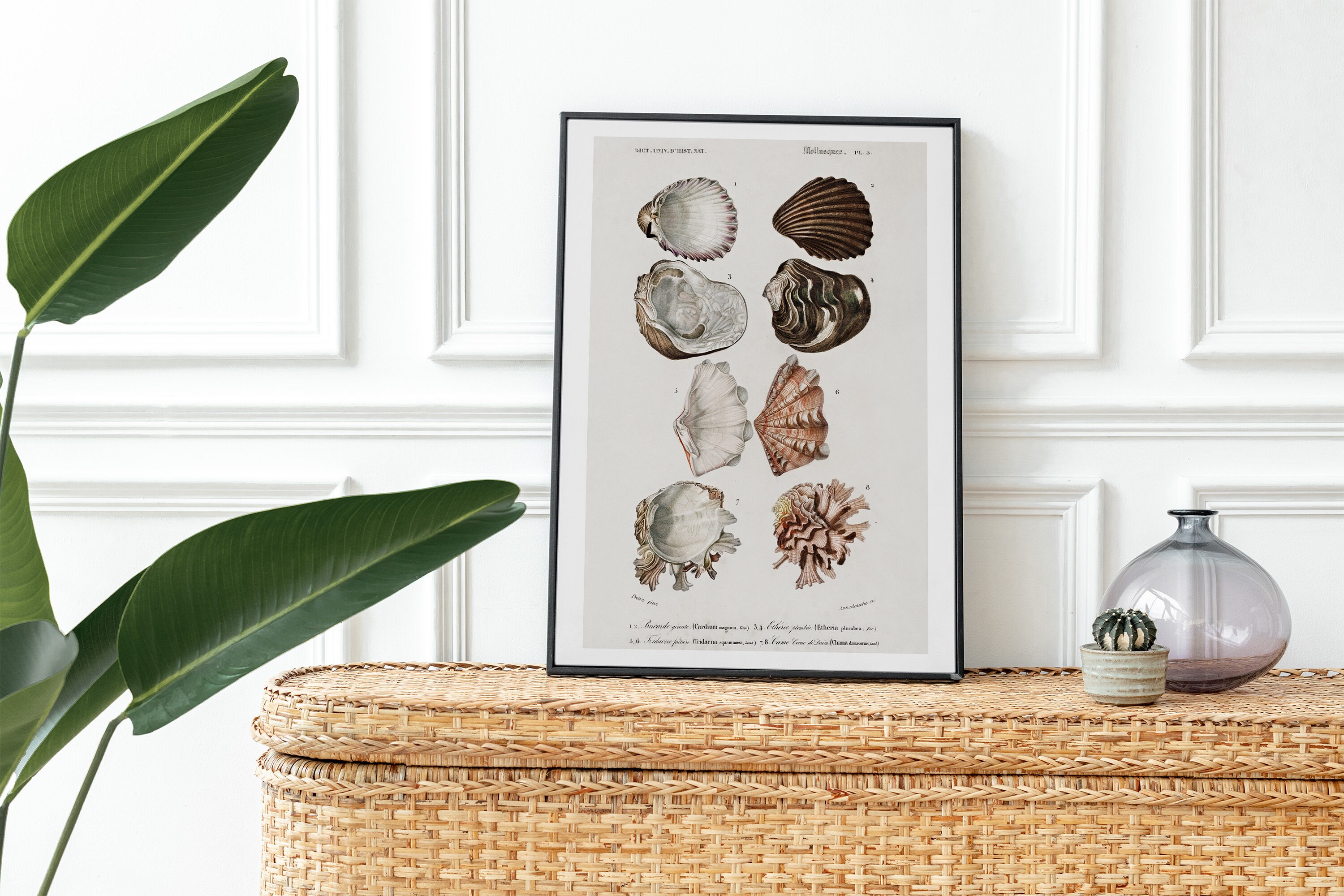 Molluscs Vintage Illustration Poster Dictionnaire Universel D'histoire ...