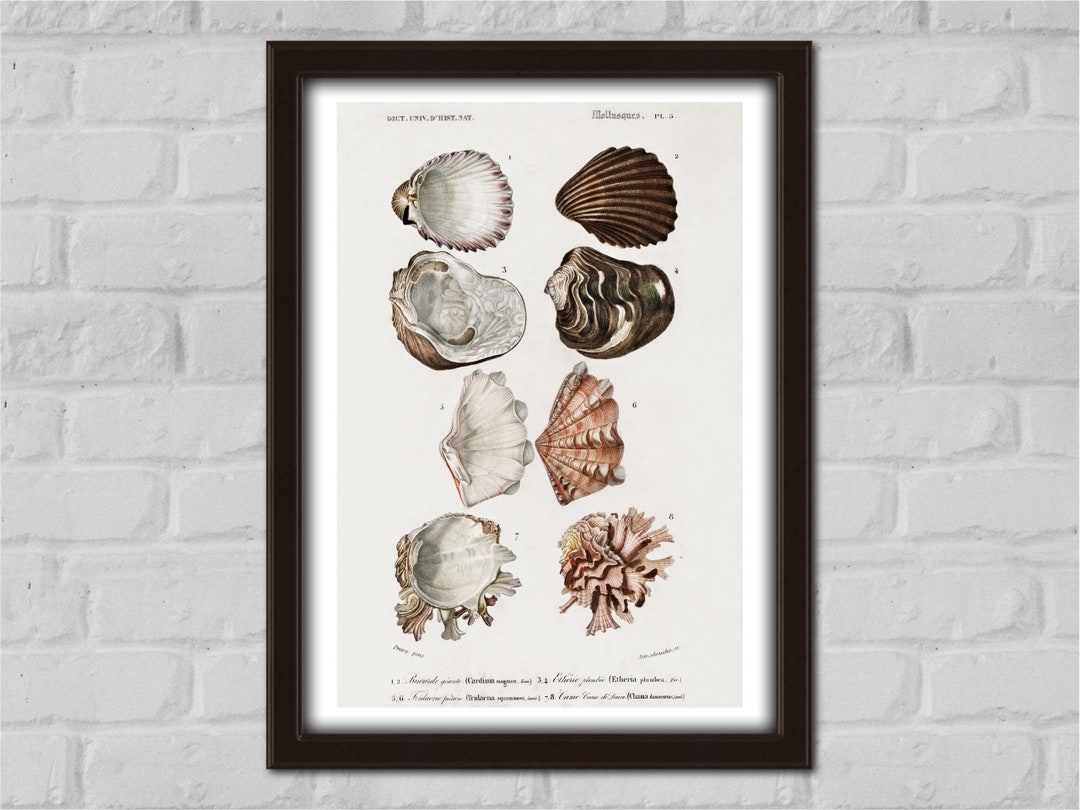Molluscs Vintage Illustration Poster Dictionnaire Universel D'histoire ...