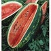 Congo Watermelon Seeds - Etsy