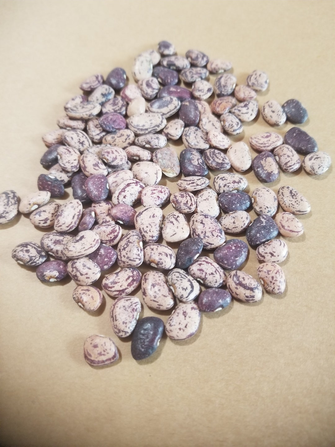 Jackson Wonder Speckled Butter Beans - Etsy