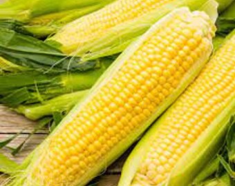 Peter Chili Willy Heirloom Pepper Premium Seed Packet - Etsy