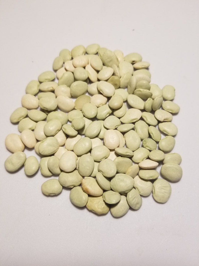 Thorogreen Baby Green Lima Seeds - Etsy
