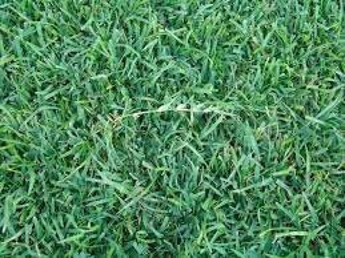 centipede-grass-seed-per-pound-etsy