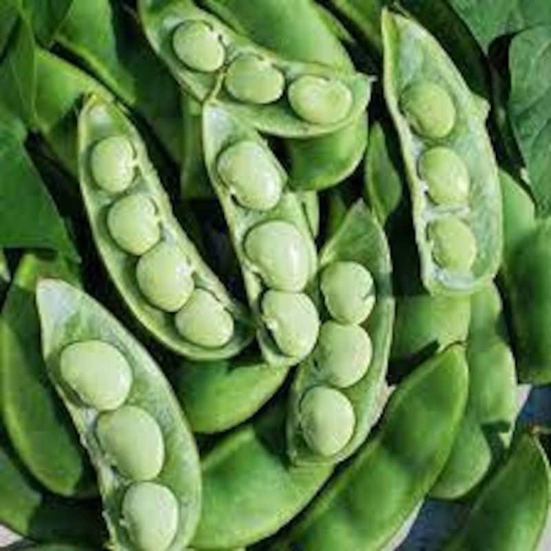 Lima Bean - Etsy