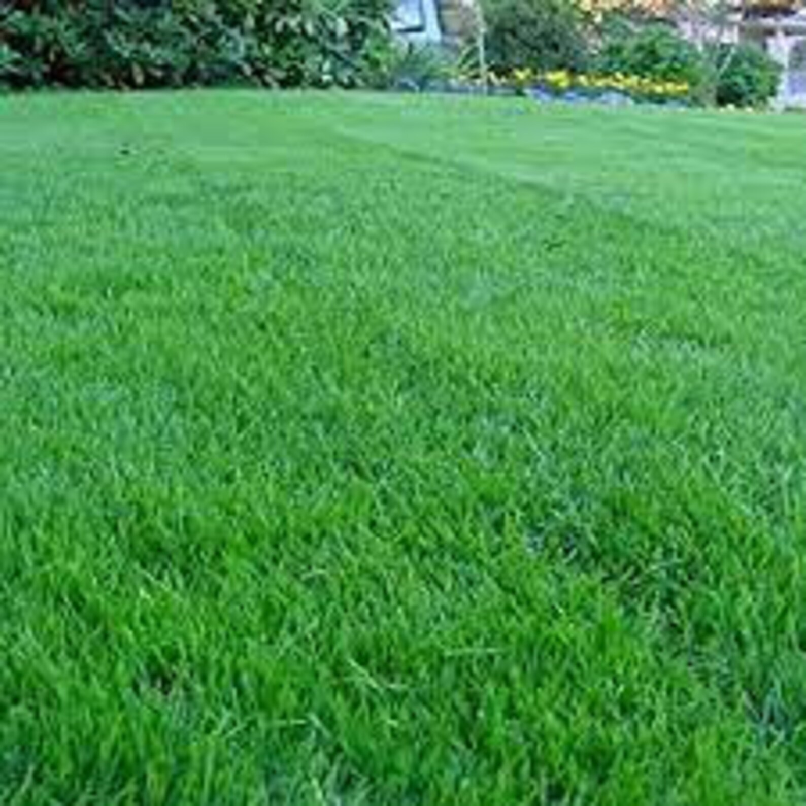 Kentucky 31 Fescue per Pound Etsy