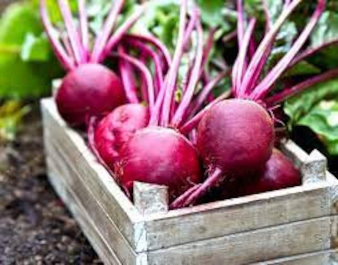 Ruby Queen Beet Seeds - Etsy