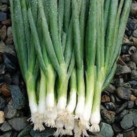 Parade Bunching Onions/scallions - Etsy