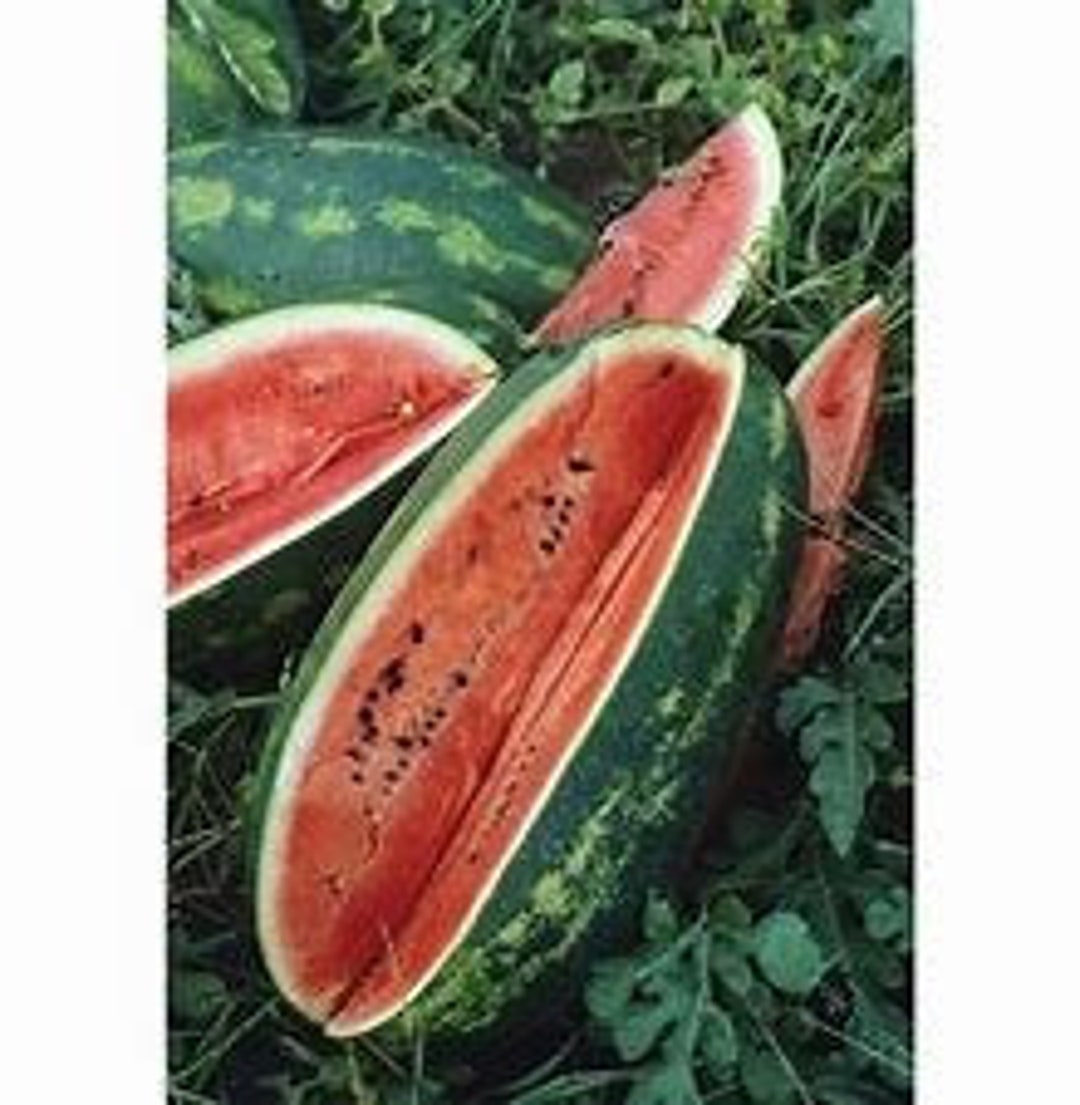 Congo Watermelon Seeds - Etsy