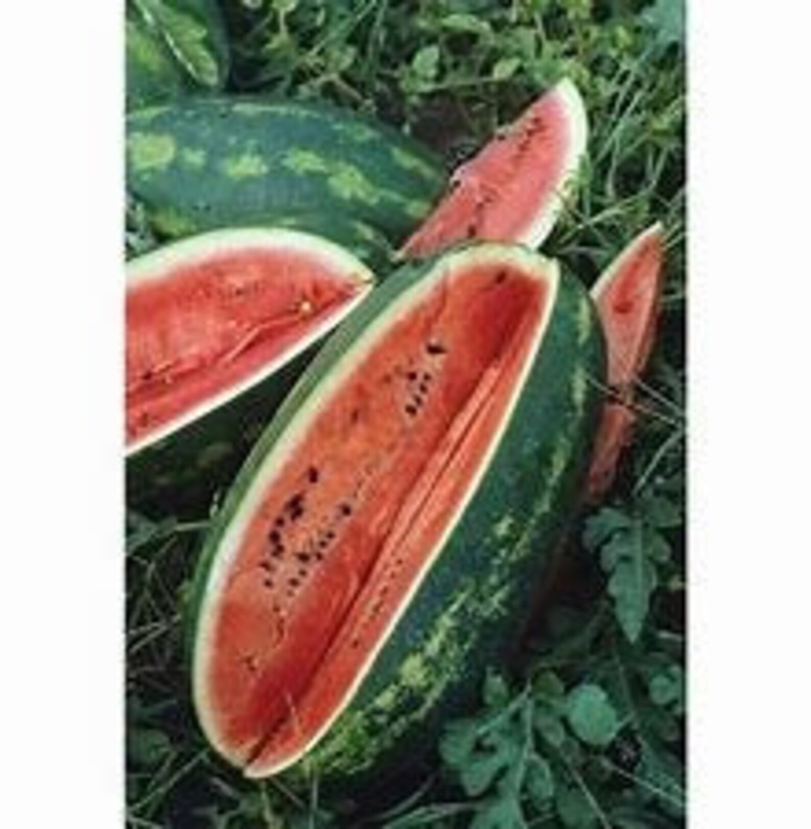 Congo Watermelon Seeds - Etsy