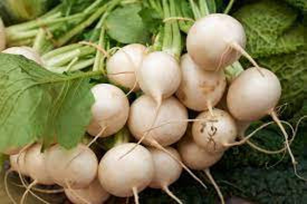 Seven Top Turnip Seeds - Etsy