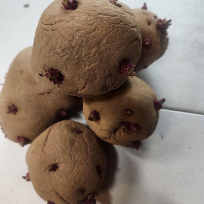 Potato Seeds - Etsy
