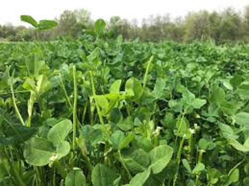 Iron Clay Cowpeas/deer Stand Food Plot Seeds-1 LB - Etsy