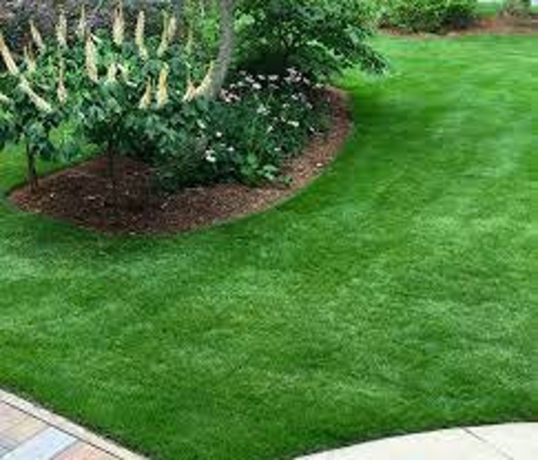 Compadre Zoysia Grass Seed/per Pound - Etsy