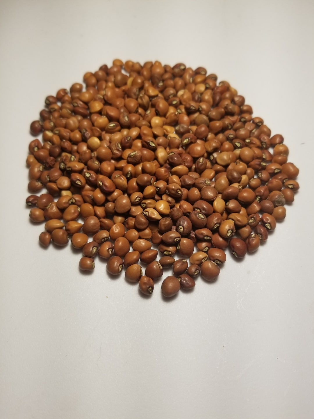 Knuckle Purple Hull Pea Seeds - Etsy