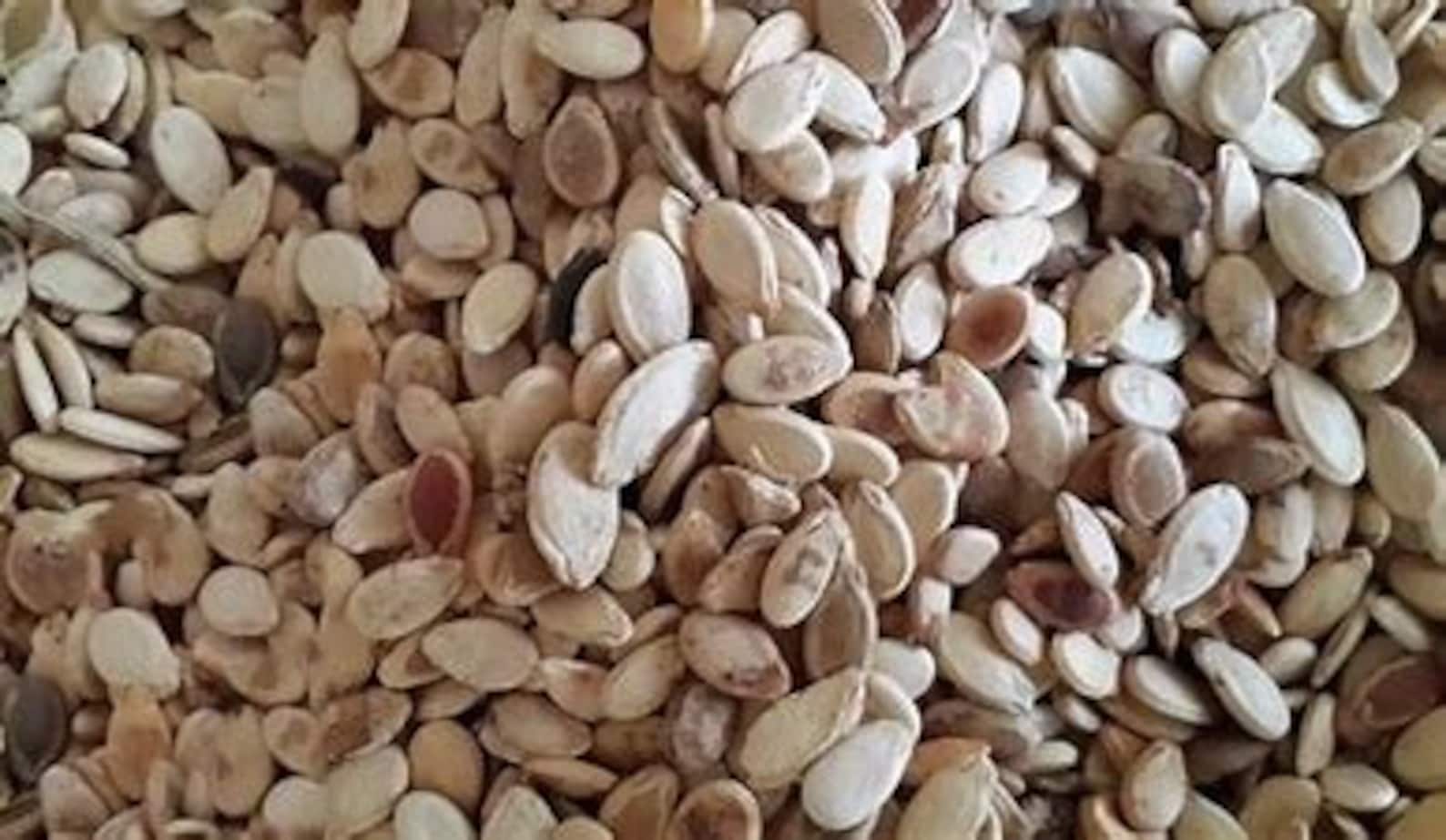 Congo Watermelon Seeds - Etsy