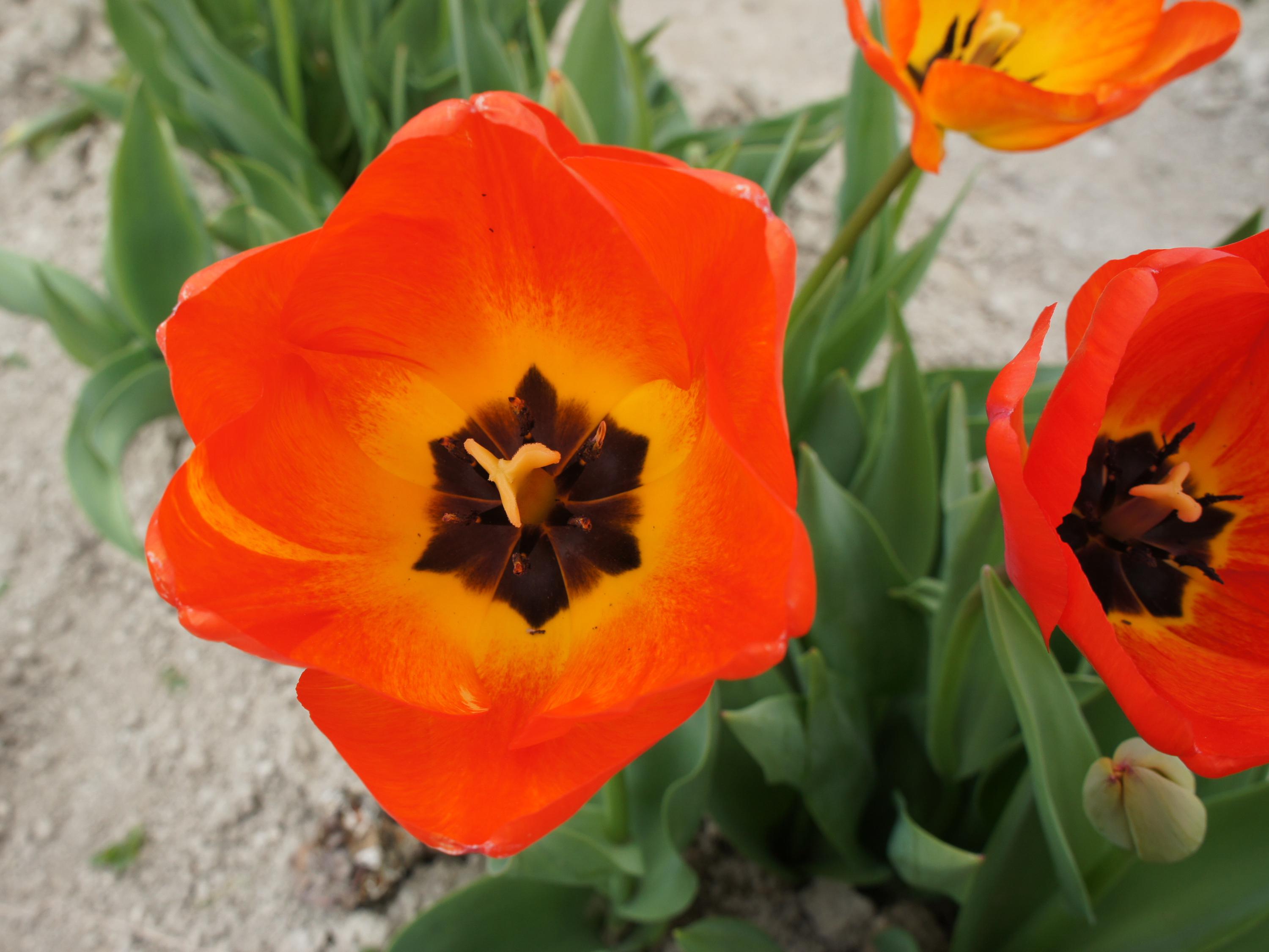 Orange Tulip Image PNG Download Macro Photography Original Photography ...