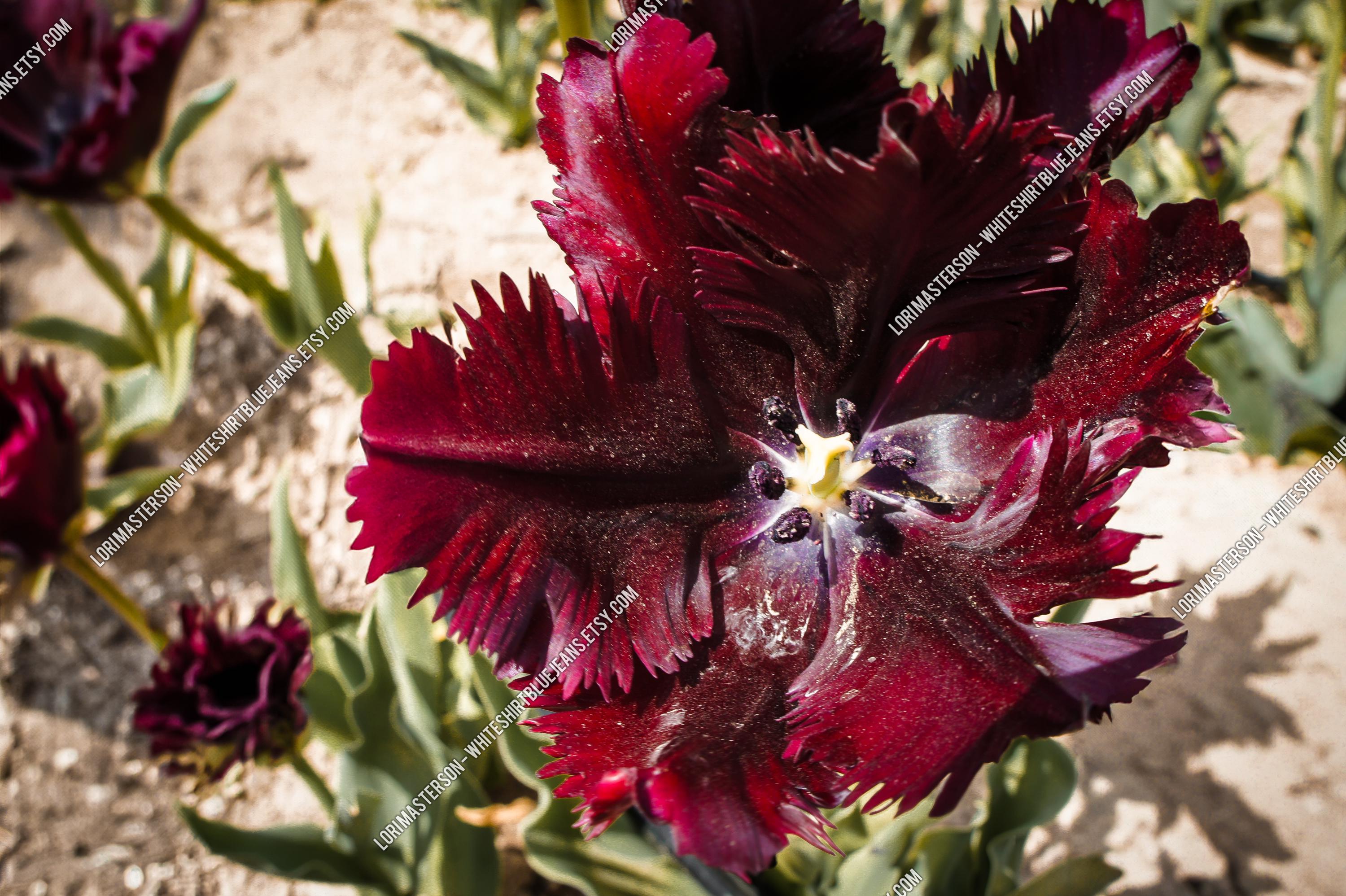 Flower - Tulip, Purple Ruffle Parrot - Digital Photo Download JPG - Etsy