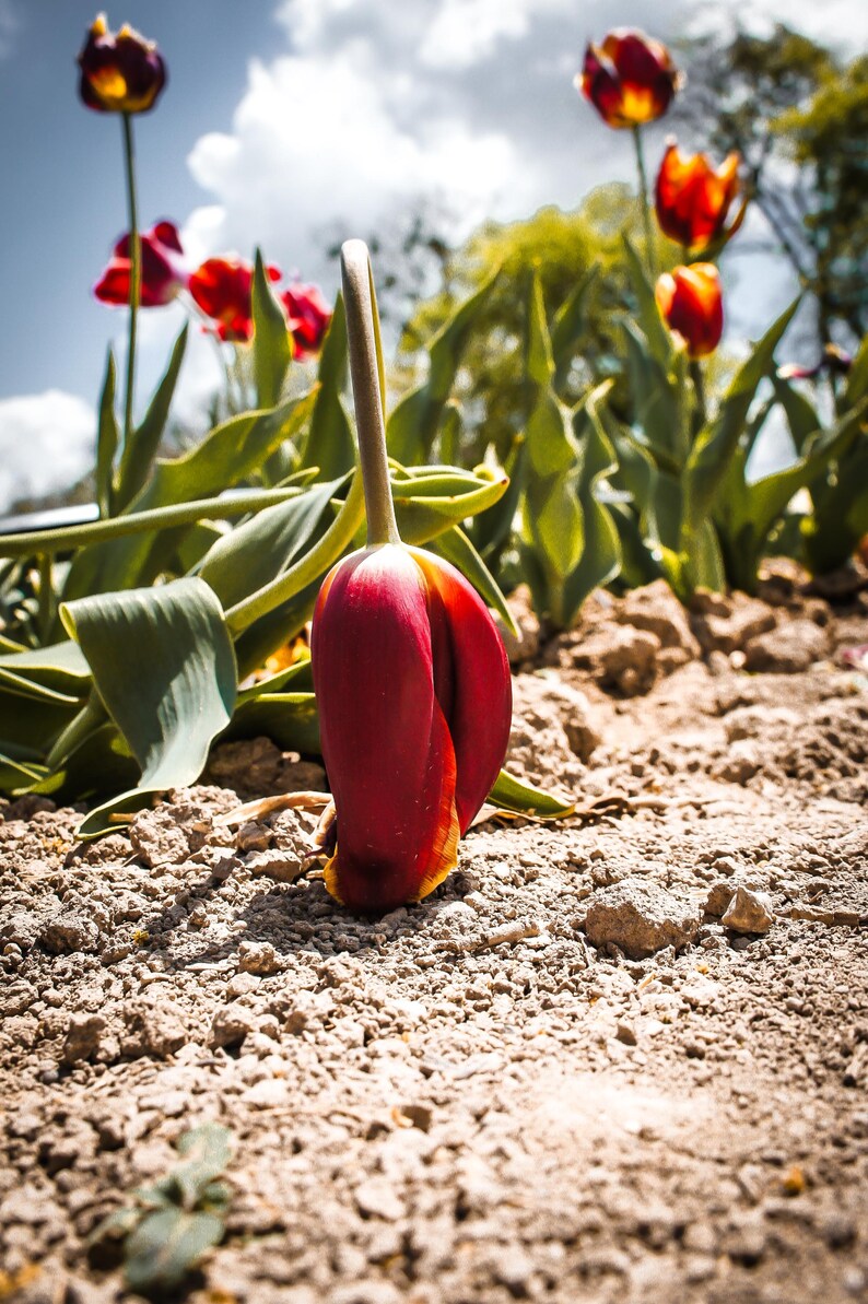 Flower - Tulip, Red Orange - Digital Photo Download JPG - Etsy