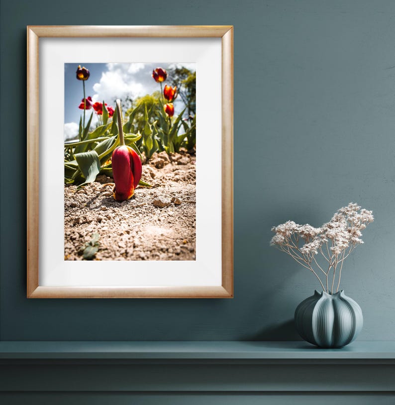 Flower - Tulip, Red Orange - Digital Photo Download JPG - Etsy