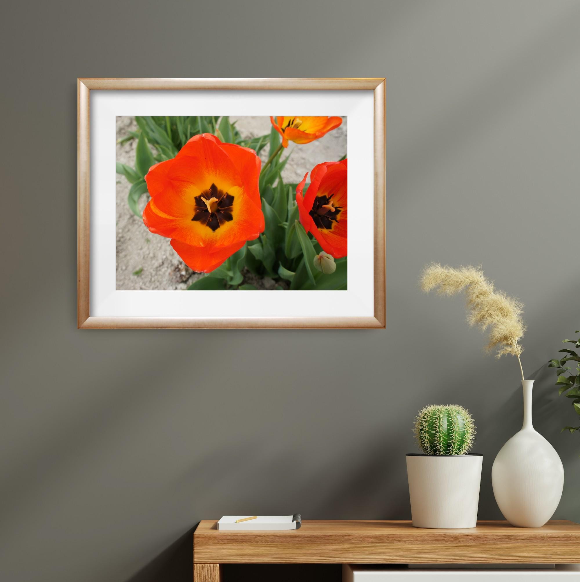 Orange Tulip Image PNG Download Macro Photography Original Photography ...