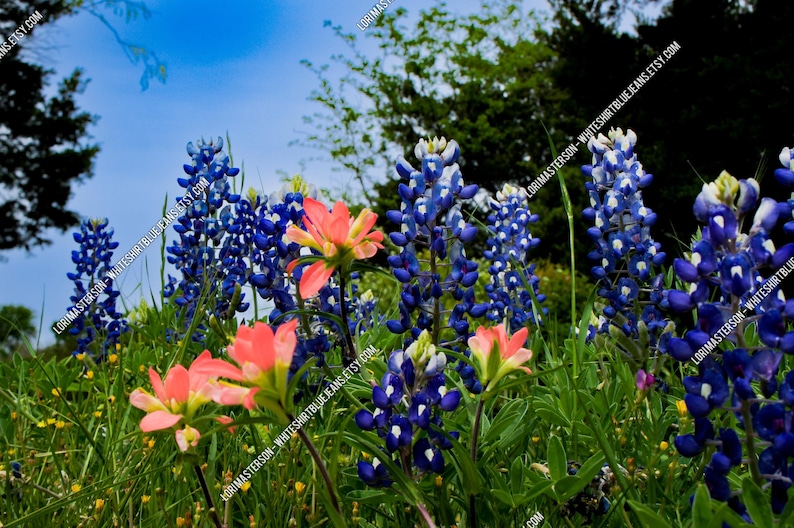 Flower - Texas Bluebonnets and Indian Paintbrush - Digital Photo ...