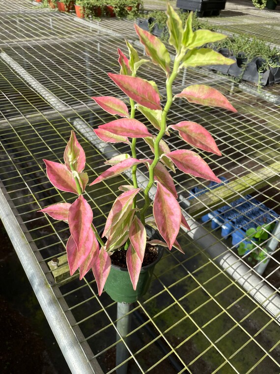 Devils Backbone Variegated Cuttings 3 Pc - Etsy