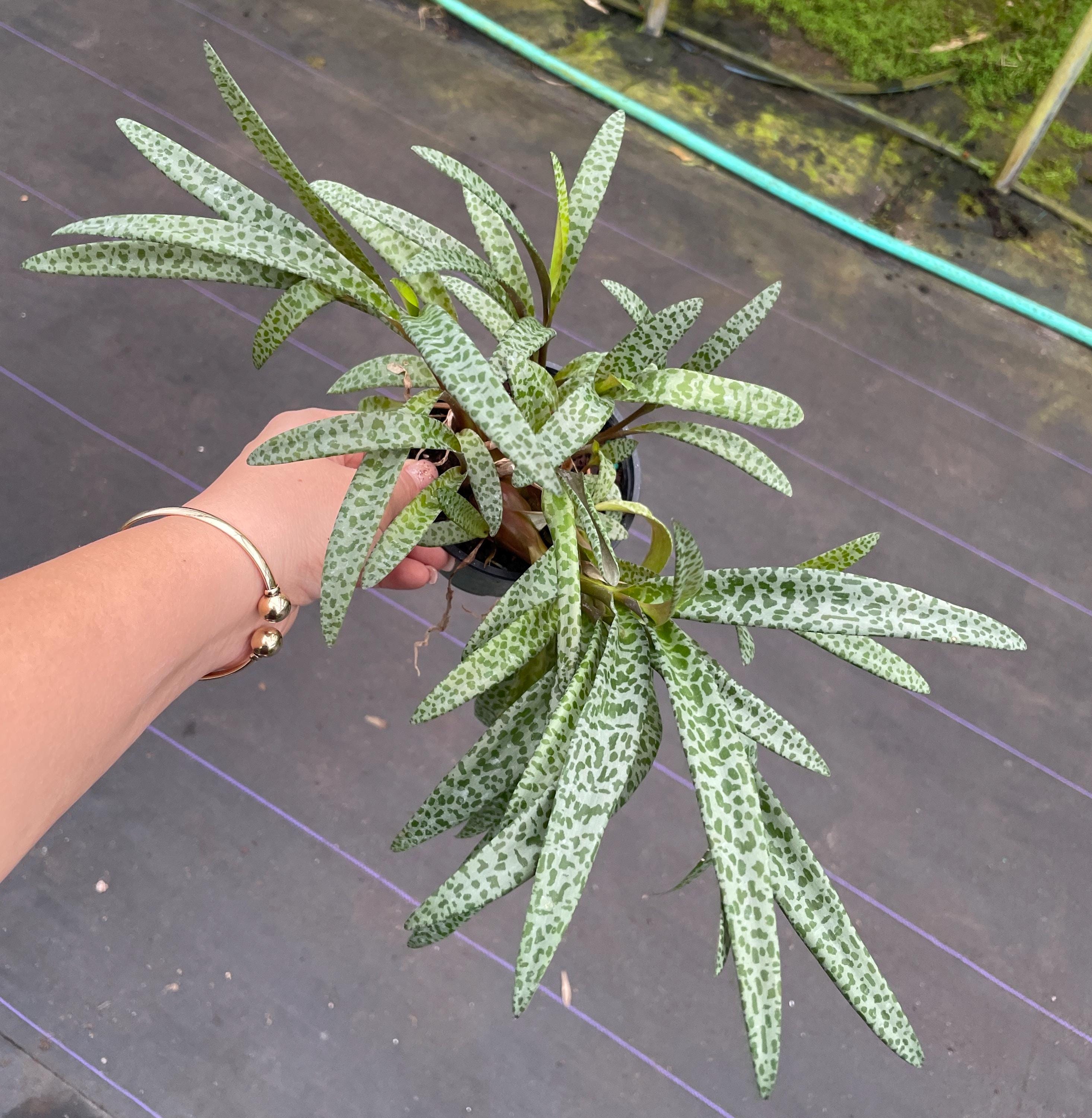 Ledebouria Socialis ‘leopard Plant’ 4” - Etsy