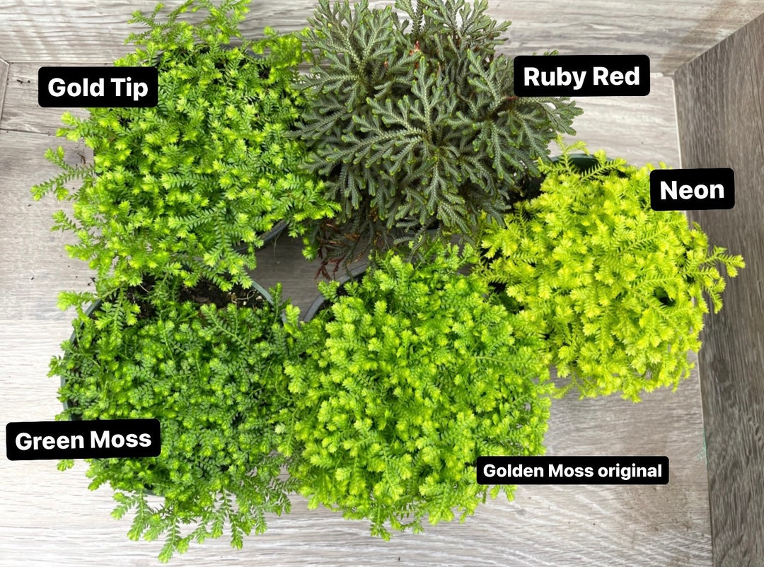Selaginella Kraussiana club Moss Neon, Gold Tip, Ruby Red, Green Moss ...