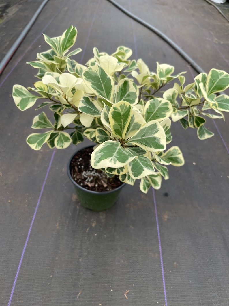 Ficus Triangularis Variegata Bare Root - Etsy